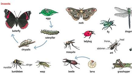 The Best Bug Identifier Apps for Android & iPhone - Appuals